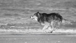 8 Facts About The Rare Vancouver Coastal Sea Wolf - Animals Around The ...