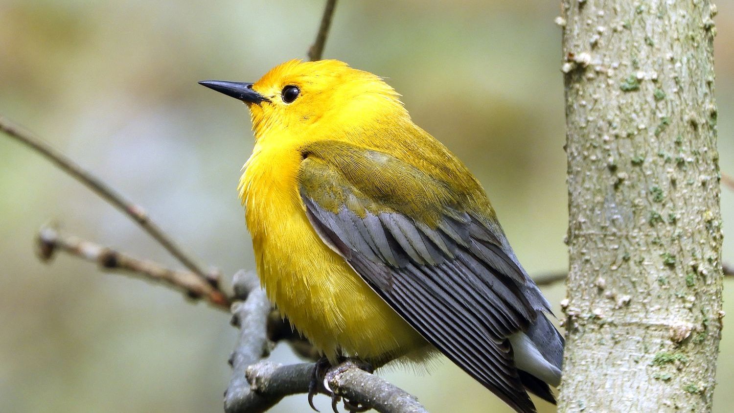 10 Rare Bird Species Found In Congaree National Park, South Carolina ...