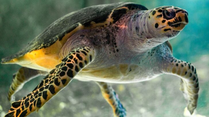 Is the The Great Turtle: 10 Reasons This Animal Symbolizes Mother Earth ...