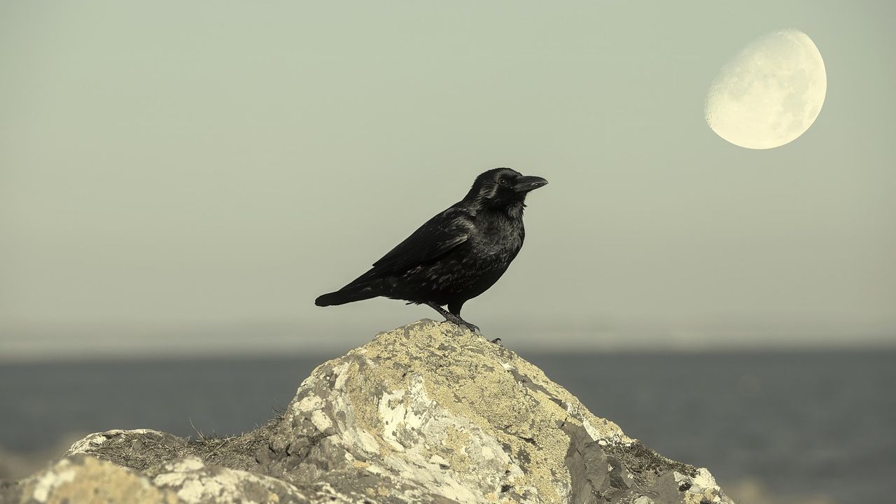 The Meaning Of the Raven as a Spirit Animal in Native American Culture ...