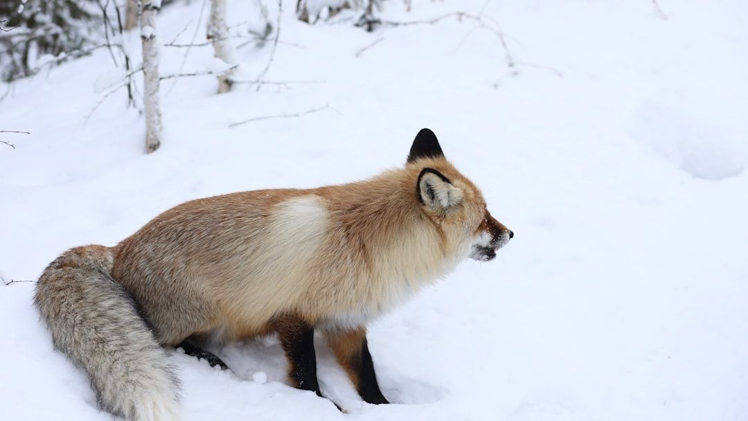 10 Animals That Surprisingly Love Cold Weather - Animals Around The Globe