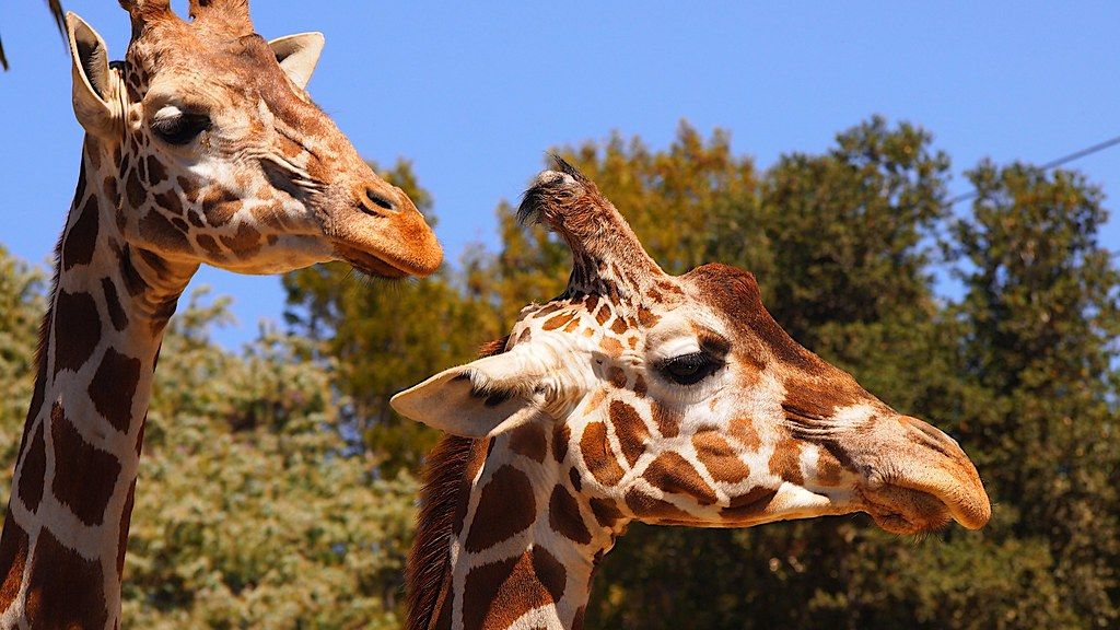 10 US Zoos and Sanctuaries Dedicated to Animal Rescue - Animals Around ...