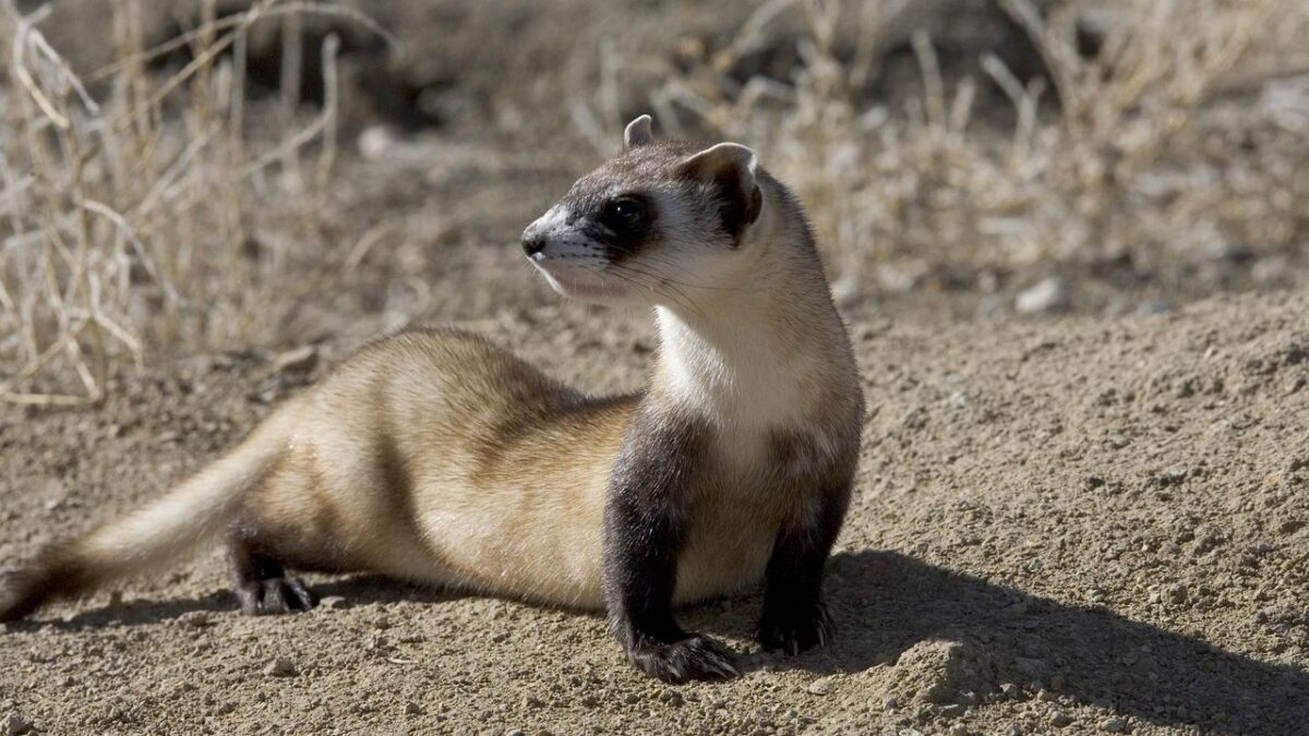 8 Amazing Facts About the Black Footed Ferret, The Rarest Mammal in the ...
