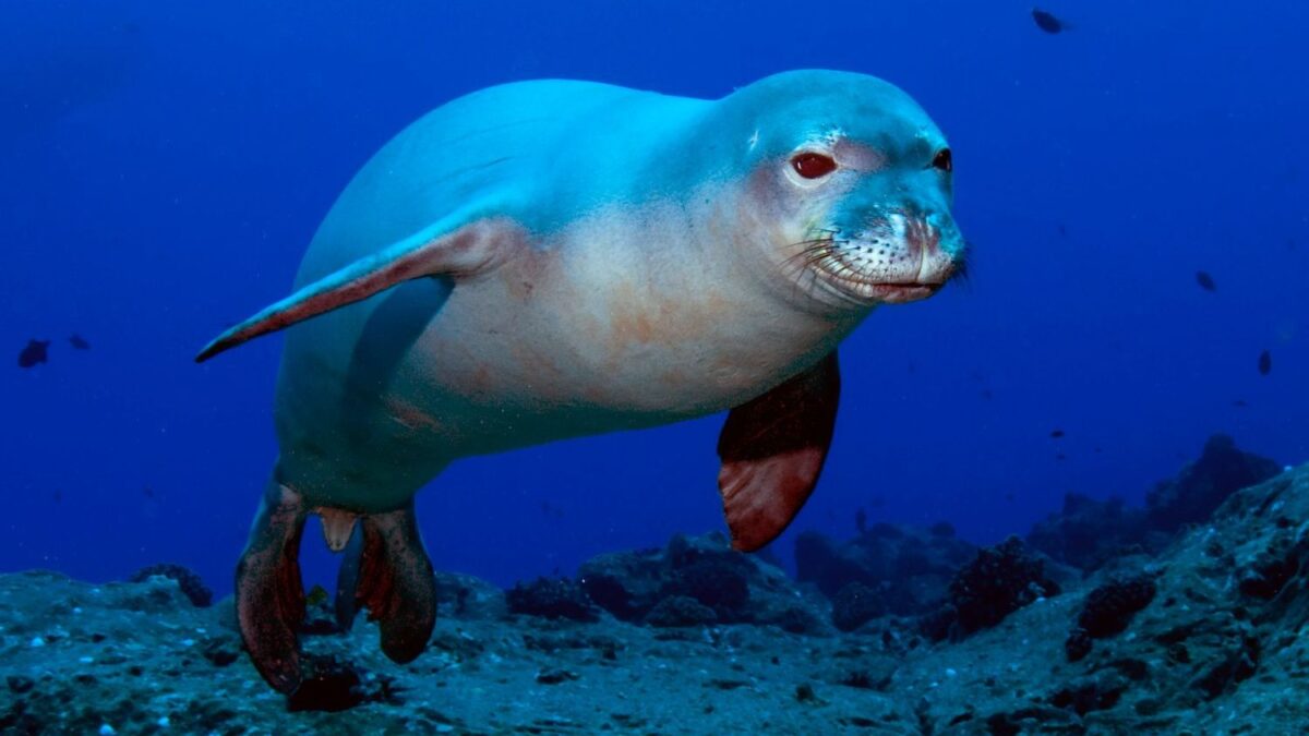 7 Amazing Facts About the Hawaiian Monk Seal: The World's Most ...