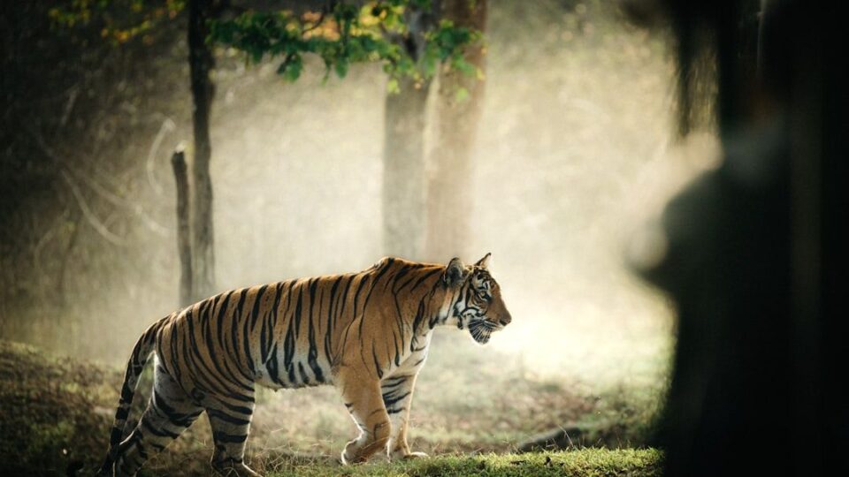 15 Fearless Animals That Have No Natural Predators - Animals Around The ...