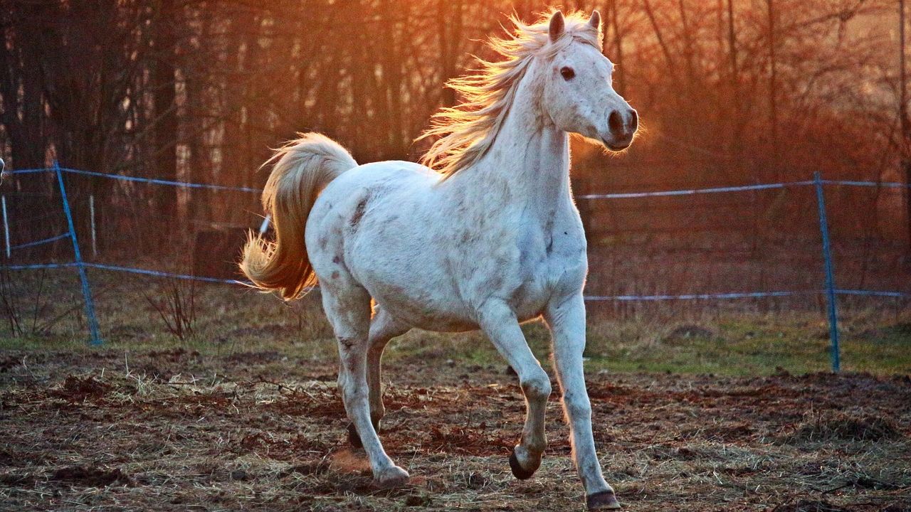 6 Horse Breeds That Make Excellent Trail Companions (And 4 That Help ...