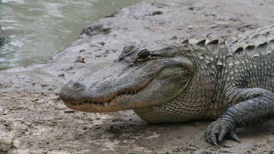 6 US States With the Most Alligators - Animals Around The Globe
