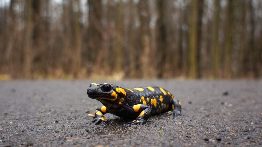 10 Unique Animals You Can Find Only In California - Animals Around The ...