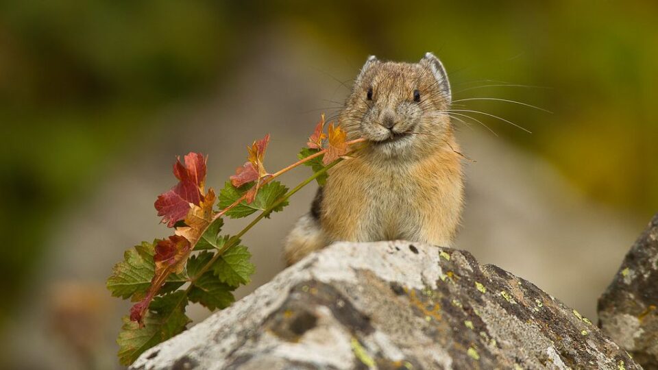 10 Incredible Facts About the Pika - The Tiny Alpine Mammal Hidden in ...