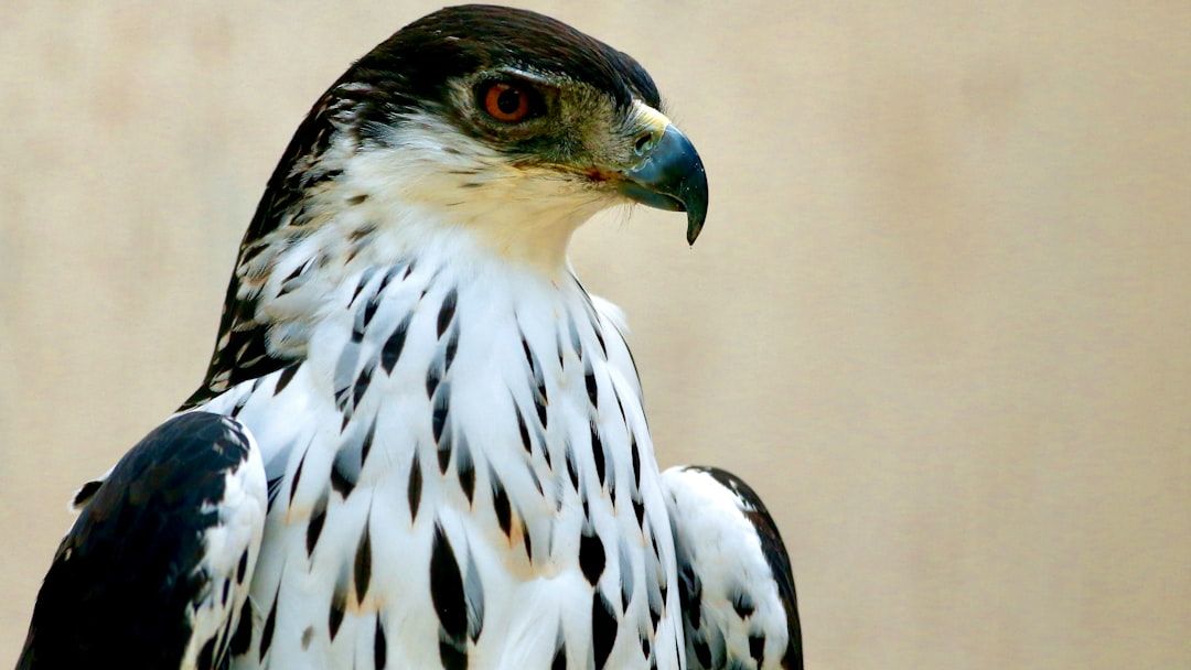 What The Falcon as Your Native American Zodiac Sign Means - Animals ...