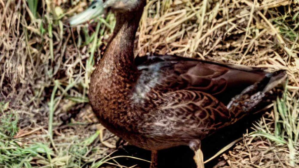 8 Facts About the Mariana Mallard - The Lost U.S. Bird Species and What ...
