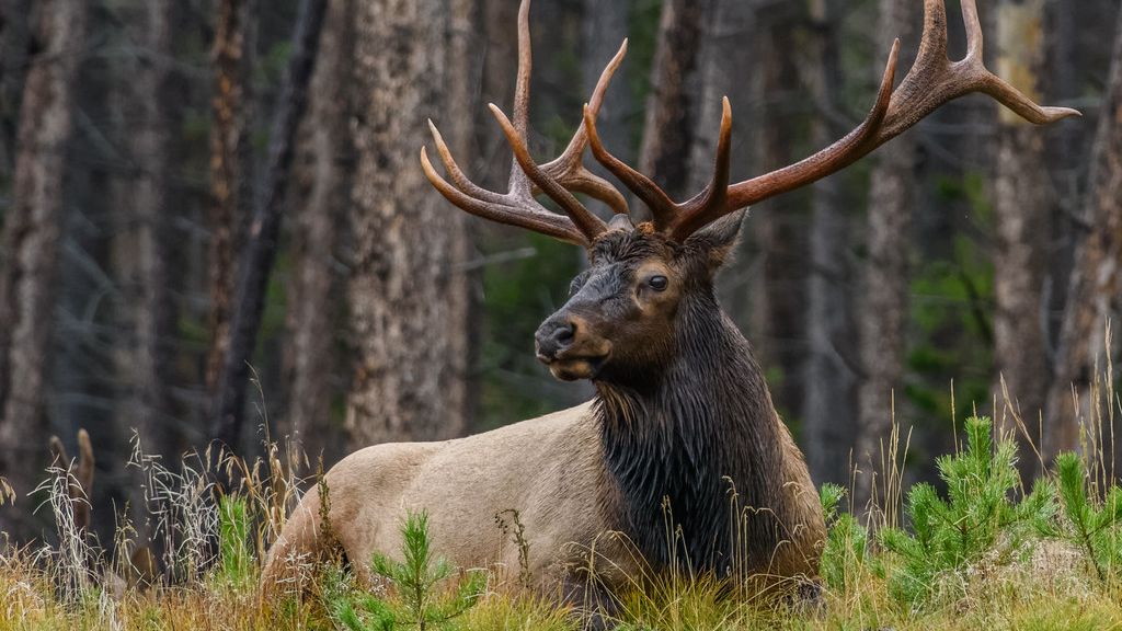 What The Elk Meant As A Spirit Animal Of The Lakota Tribe - Animals ...