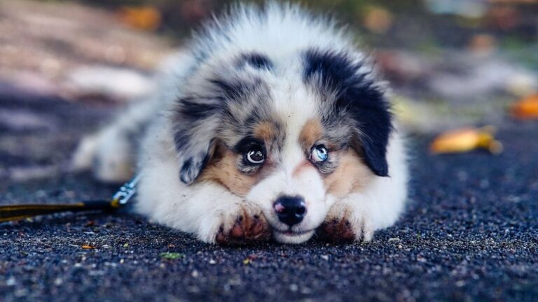 8 Unexpected Triggers That Can Upset a Dog's Stomach - Animals Around ...