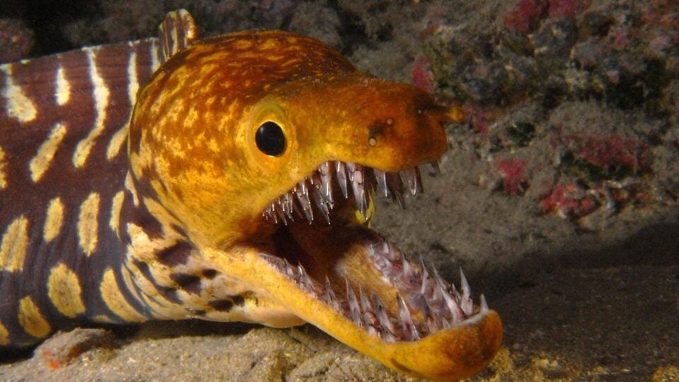 14 Astonishing Deep-Sea Creatures That Prove Life Thrives in Darkness ...