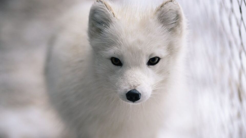 10 Mind-Blowing Animal Adaptations to Extreme Climates You Won't ...