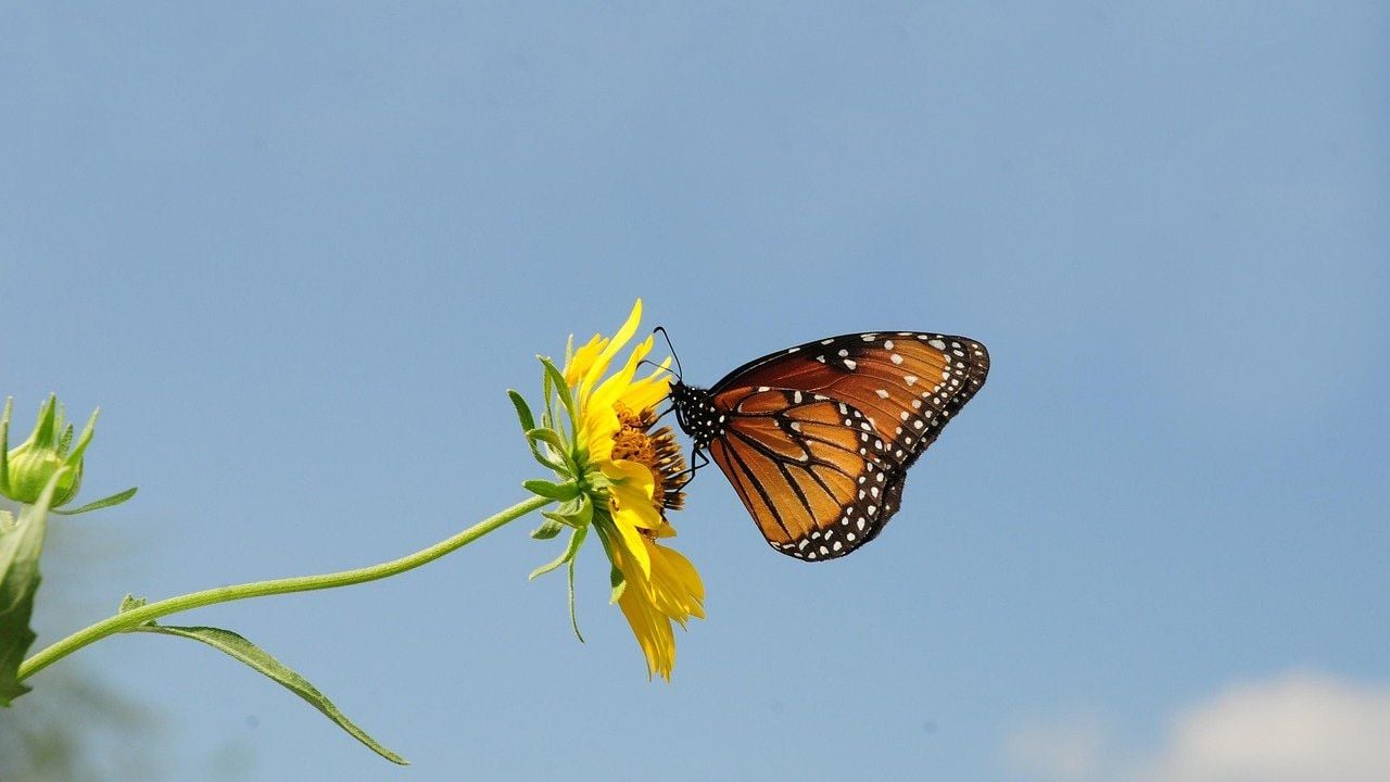 Butterflies Migrate Thousands of Miles With Incredible Precision ...