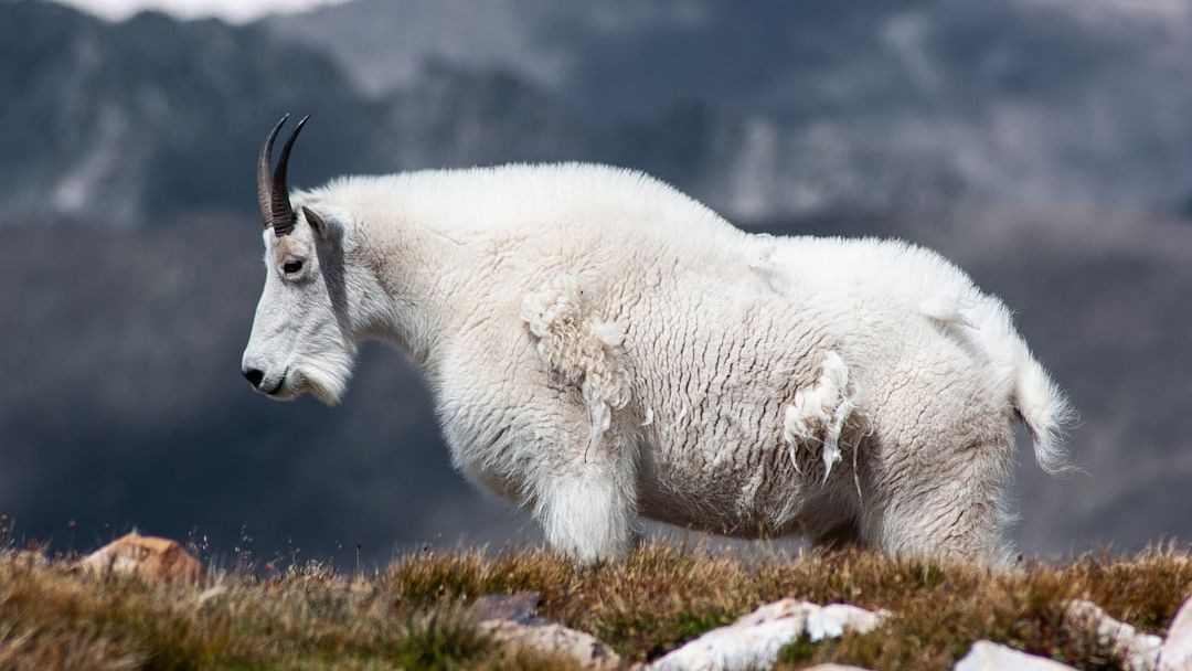 The True Meaning Behind Your Zodiac Animal Spirit Revealed - Animals ...