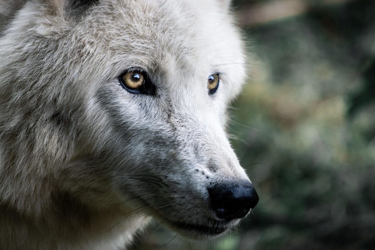 DNA Unveils Wolf-Dog Hybrids on the Loose in Preston - Animals Around ...