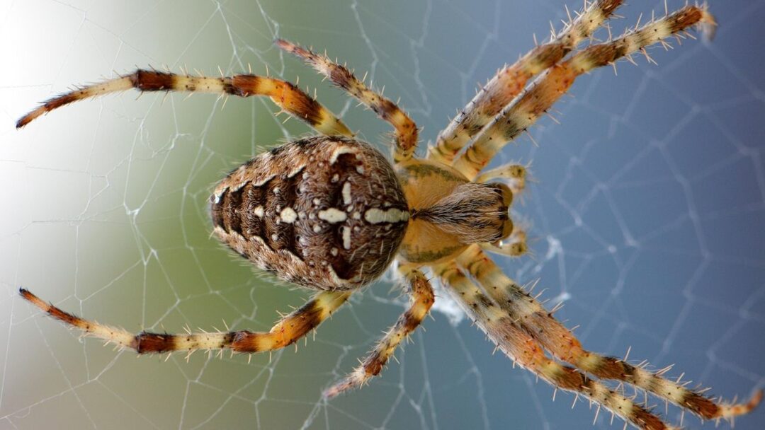 7 Smells Spiders Avoid and Why They Work - Animals Around The Globe