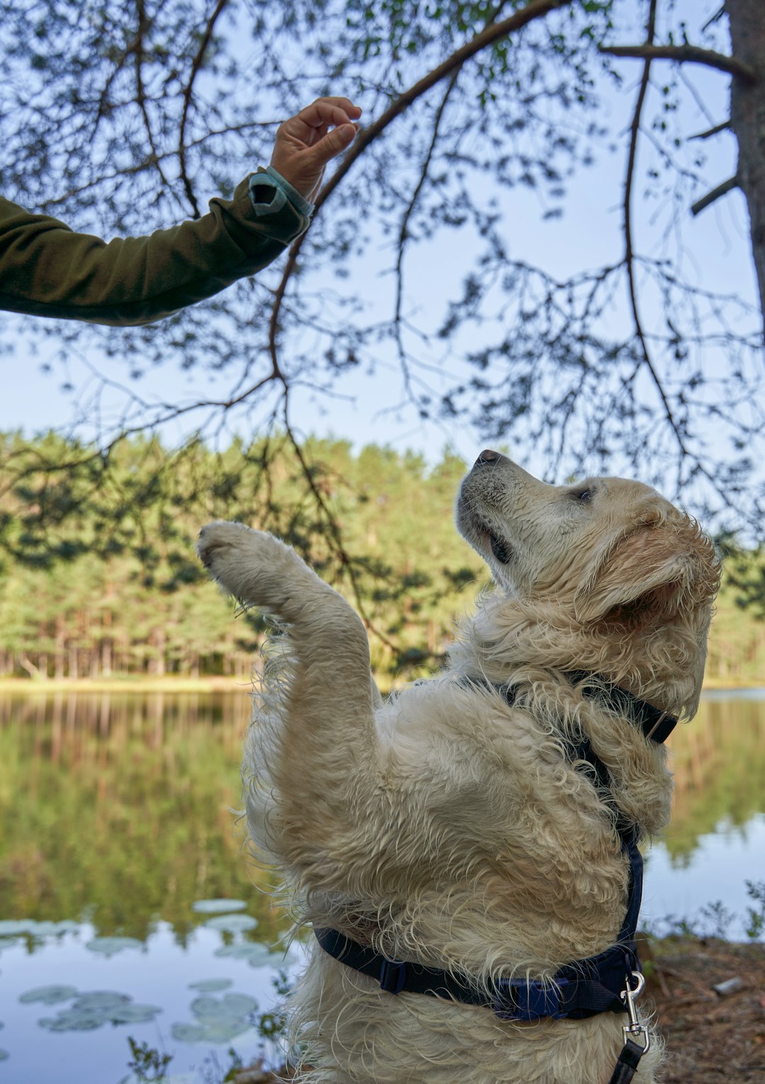 Building Bonds Through Rewards: The Proven Power of Positive Dog ...