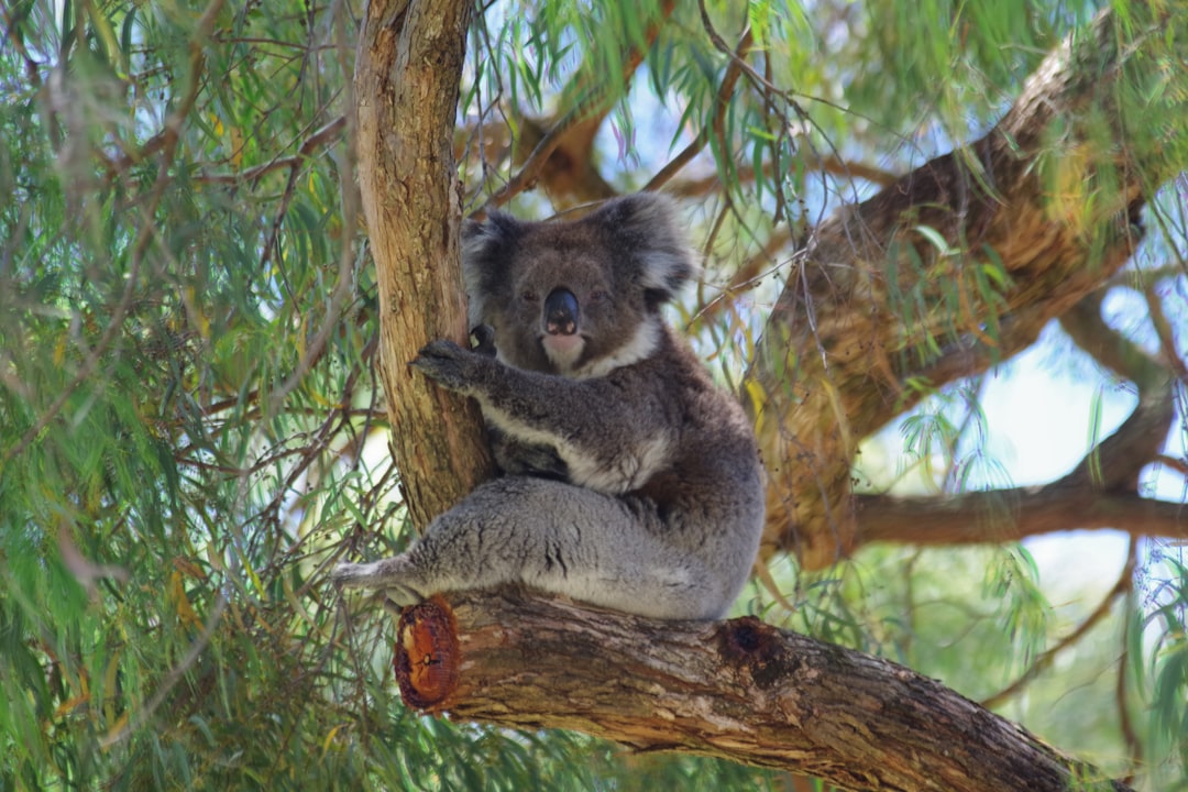Victoria's Bushfires: Families, Pets, and Wildlife Endure Heart ...
