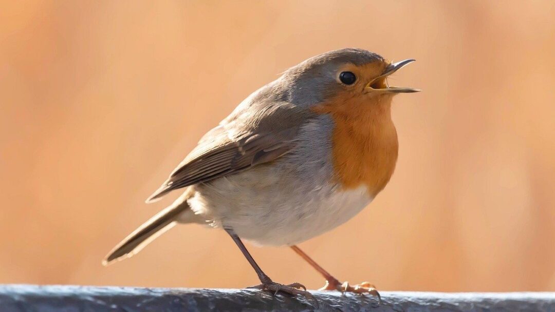 Why Do Some Birds Sing Such Complex Melodies and What Do They Mean ...