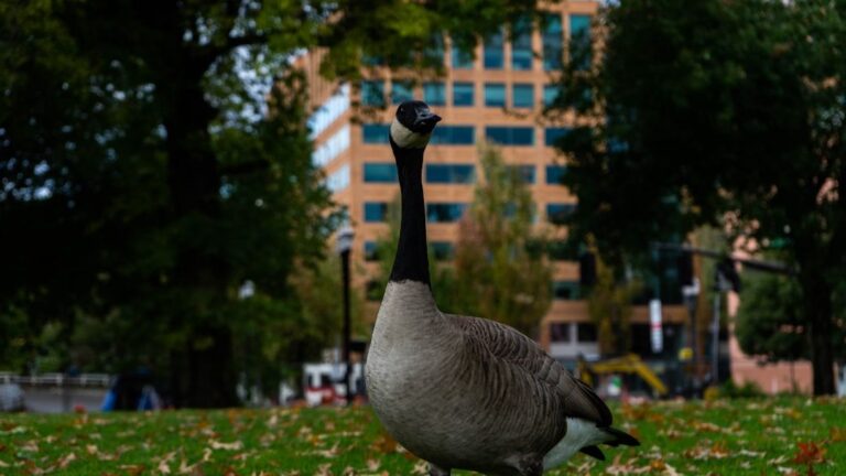 What Unexpected Challenges Do Urban Animals Face in Our Cities Today ...