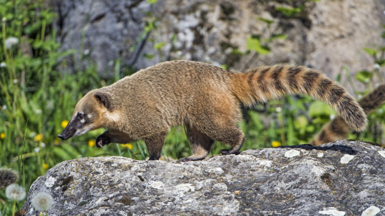 10 Amazing Facts About the Elusive Coati - Animals Around The Globe