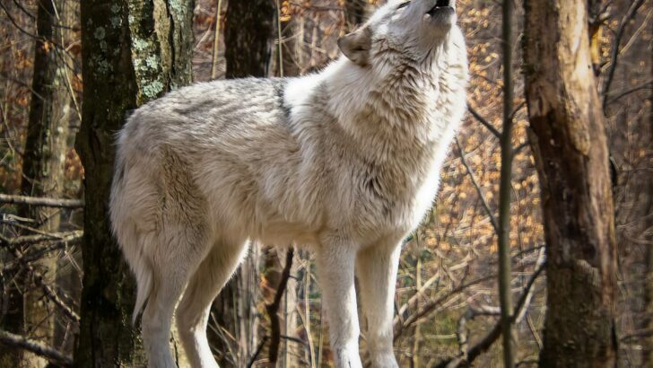 The Zodiac Signs Most Connected to Wolves and Loyalty - Animals Around ...