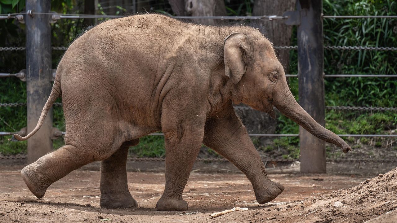 10 Animals That Have the Most Extraordinary Sense of Hearing - Animals ...