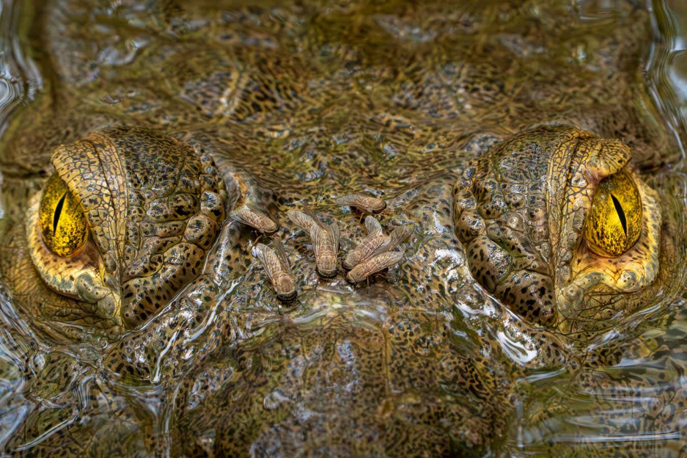 Crocodile's Piercing Gaze Claims Victory in Ecology Photography Awards ...