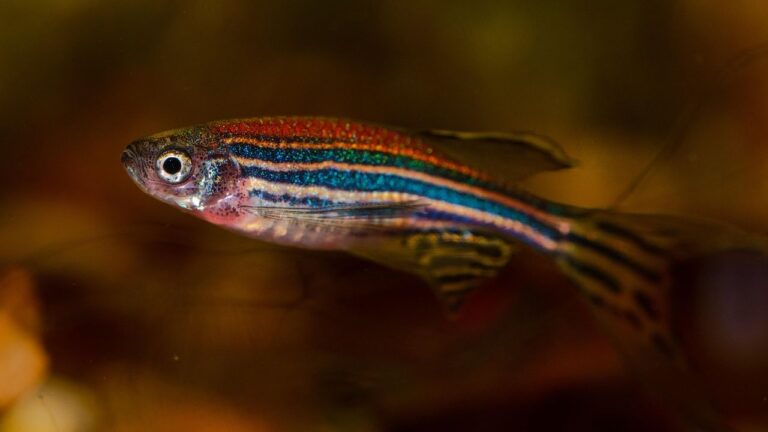 These 12 Animals Can See Sounds and Hear Colors - Animals Around The Globe