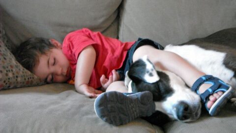 10 Beautiful Facts About The Pit Bull That Will Change Your Opinion ...