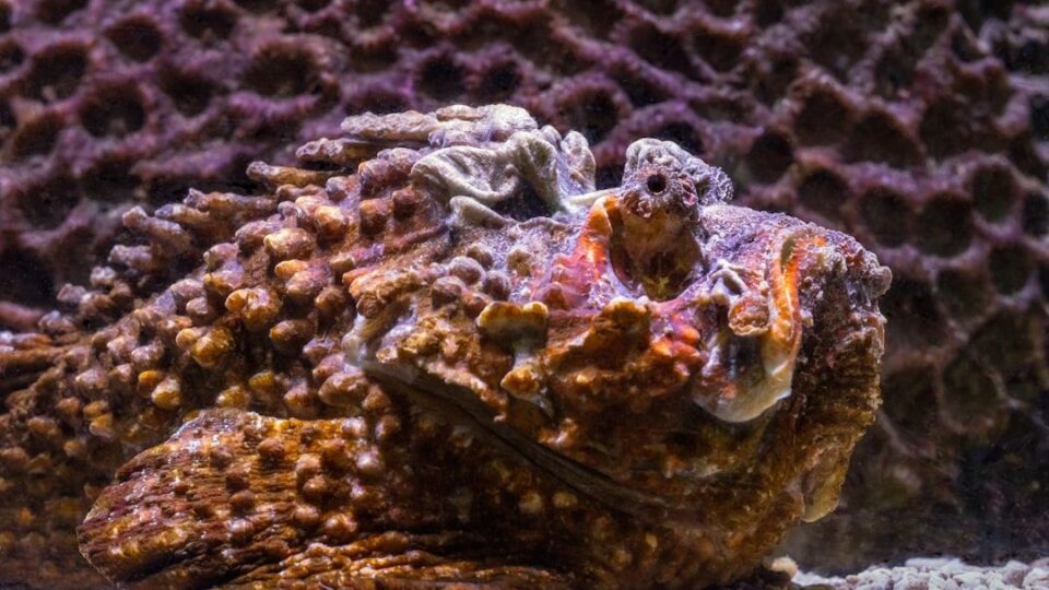 10 Wild Animals That Have Mastered the Art of Disguise - Animals Around ...