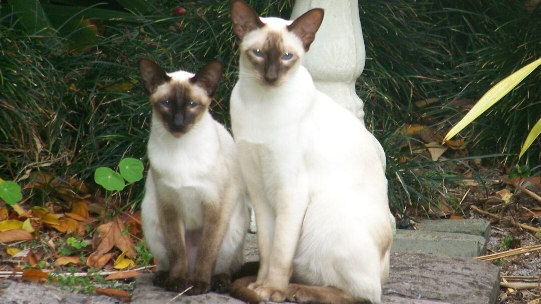 Why A Siamese Cat Is Not For Beginners - Animals Around The Globe