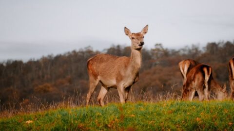 Can Animals Really Sense Earthquakes Before They Happen? - Animals ...