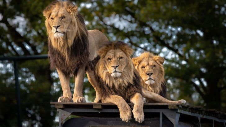 Tiger Versus Lion - Animals Around The Globe