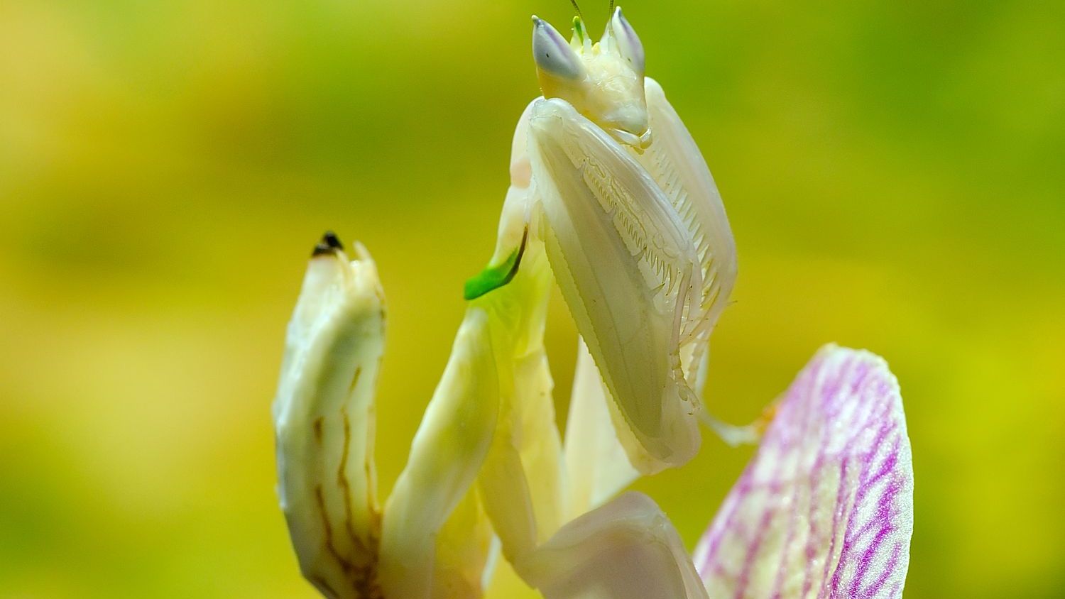 8 Facts About The Orchid Mantis: The Insect You Thought Was a Flower ...