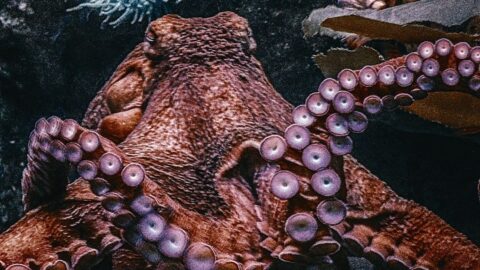 10 Octopus Facts That Sound Too Strange to Be True - Animals Around The ...