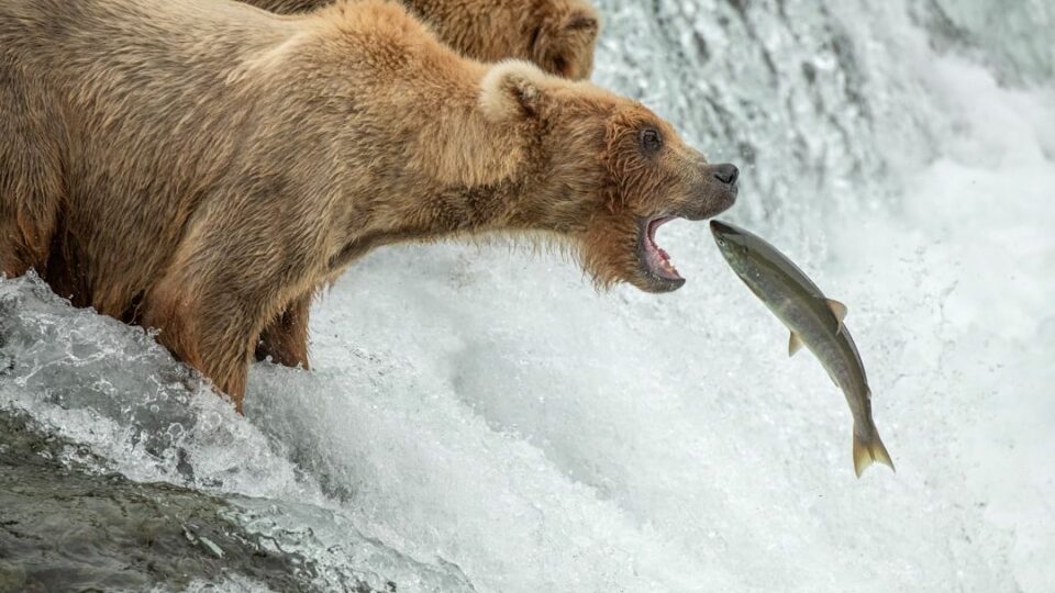 Should You Play Dead, Run or Defend Yourself When a Brown Bear Attacks ...