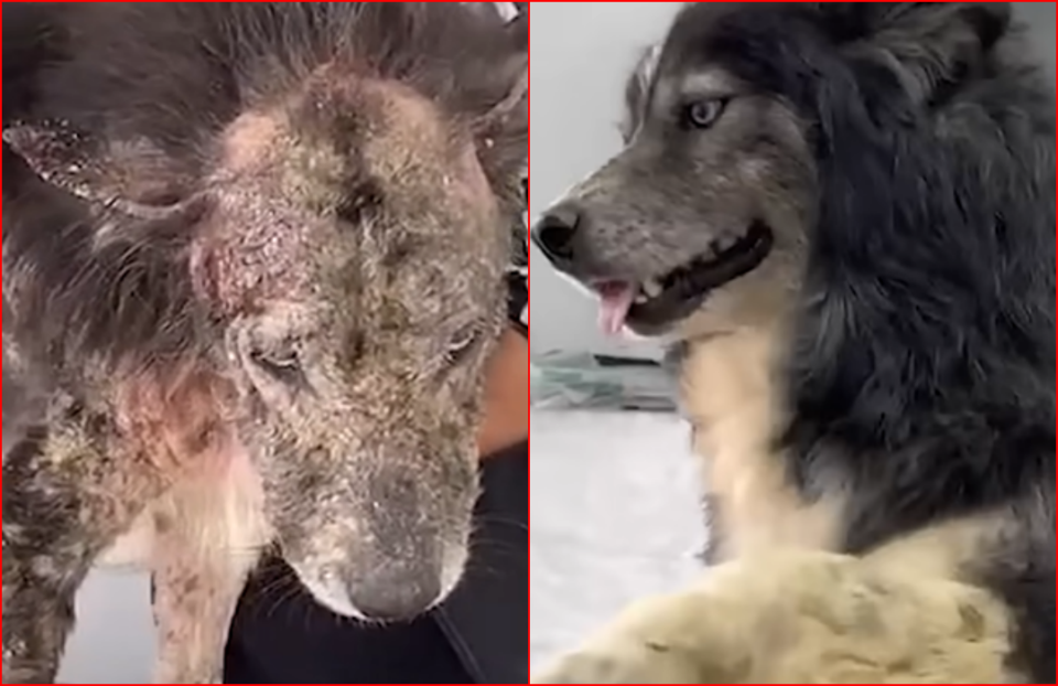 Unwanted Hairless Dog Who Looked Like a Lion Adopts Orphaned Bear Cubs ...