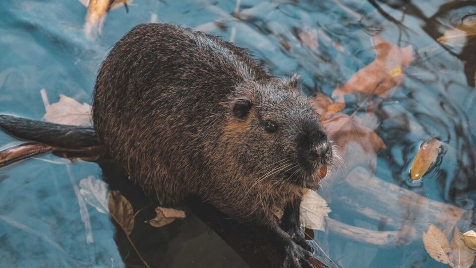 The Remarkable Story of How Beavers Are Restoring US Ecosystems ...