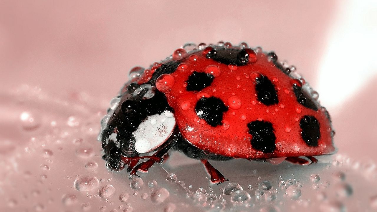 6 Incredible Insect Species That Are Essential for Our Planet's ...