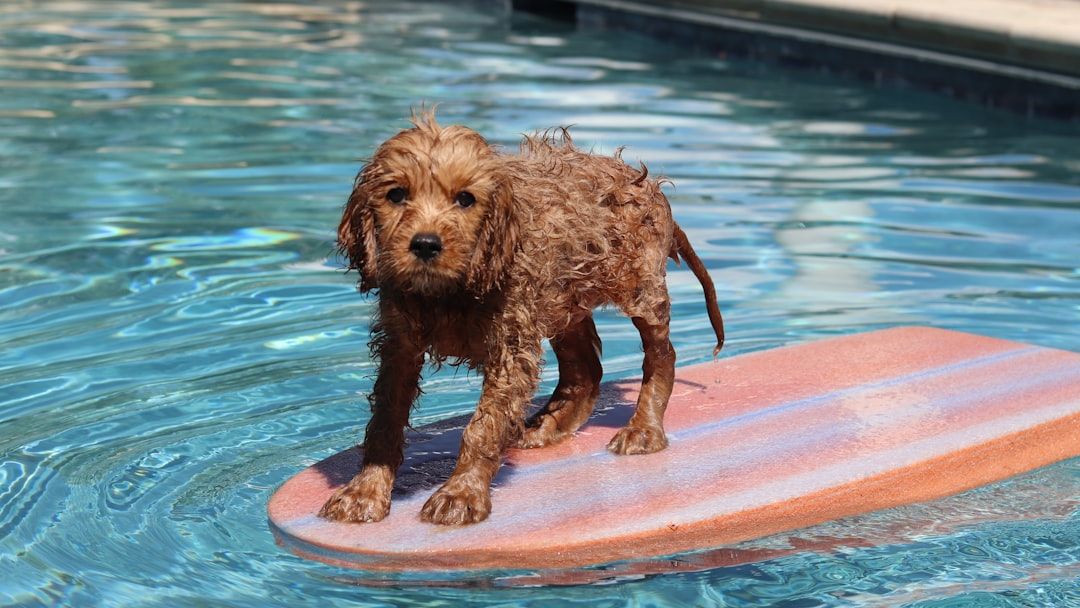 The Surprising Reason Why Some Dogs Are Afraid of Their Own Shadows ...