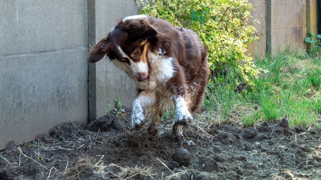 Why Your Dog Might Be Digging So Much (And How to Stop It) - Animals ...