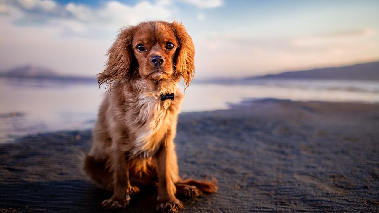 The Most Difficult Dog Breeds to Manage Long-Term (And the Easiest to ...