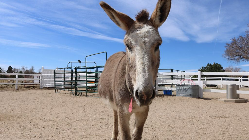 33-Year-Old Blind Pony Finds Lifelong Guide in Grieving Donkey ...