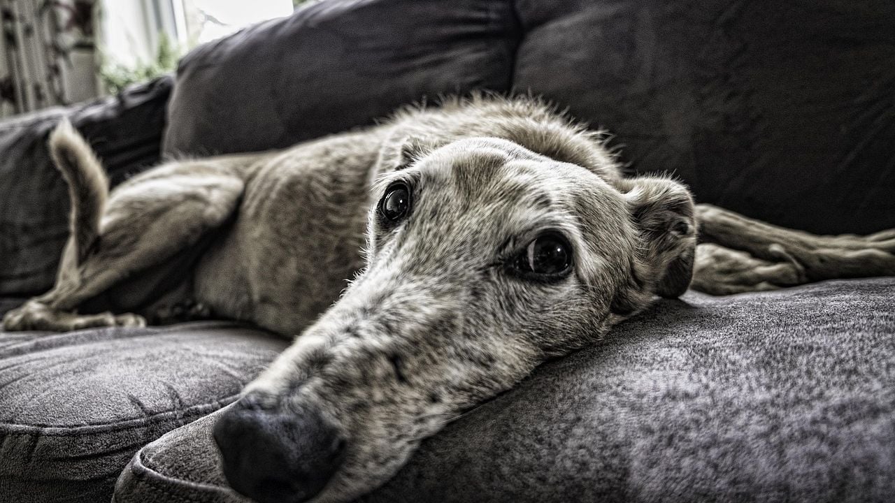 8 Unique Dog Breeds That Are Perfect for Older Owners - Animals Around ...