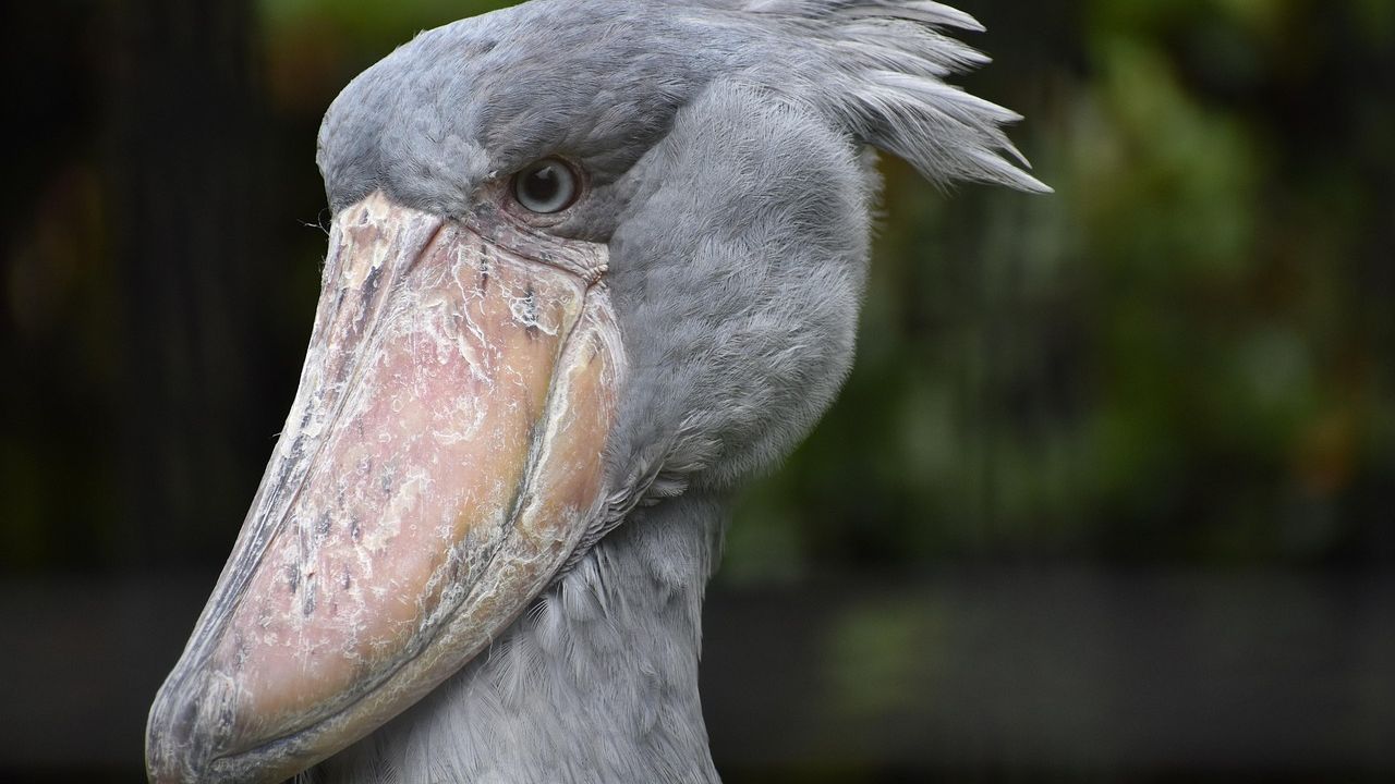 12 Birds With Unbelievable Beaks - Animals Around The Globe