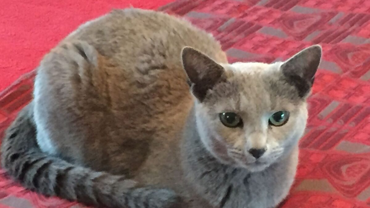 Can You Really Tell What Your Cat Is Thinking From Its Tail Swish ...